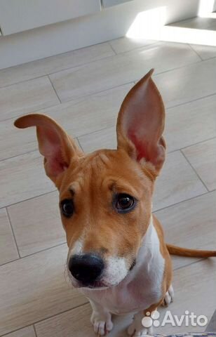 Щенок американского стаффордширского терьера