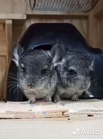 Серебристая шиншилла