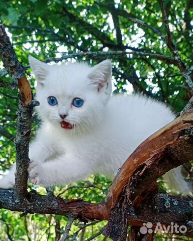 Британская серебристая шиншилла