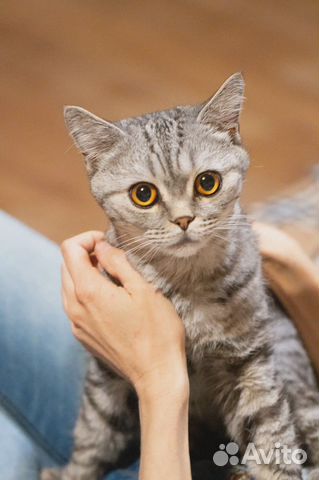 Малыша Орфея нашли на улице, теперь он ждёт семью