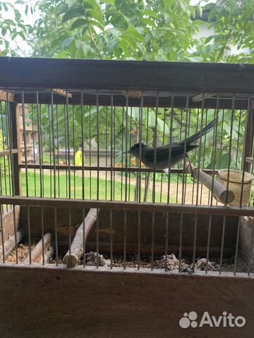 Певчие птицы