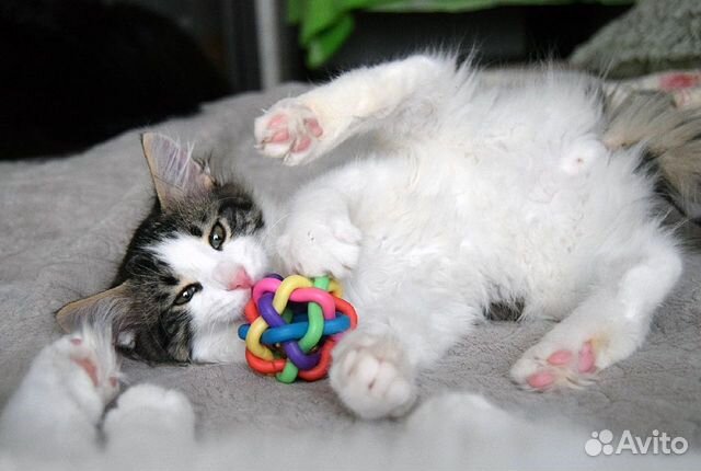 Котенку Генриху нужен дом
