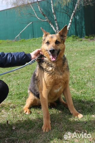 Собака ищет дом