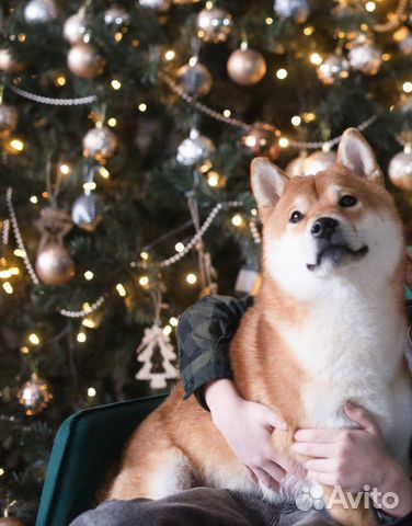 Шиба сиба ину