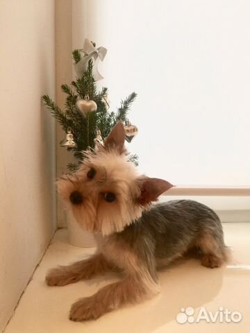 Йоркширский терьер мини вязка