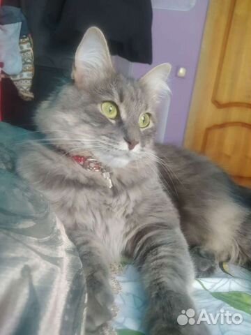 Сибирская кошка добрые руки