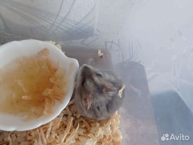 Джунгарский хомяк девочка