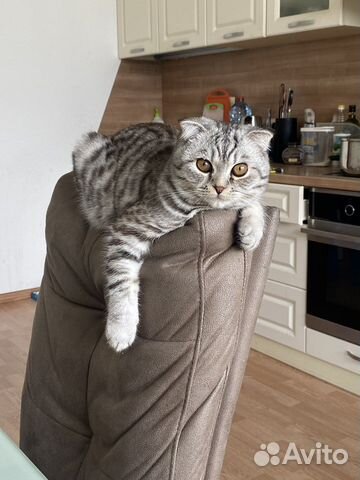 Шотландский вислоухий кот на вязку