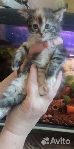 Милашка Сьюзи