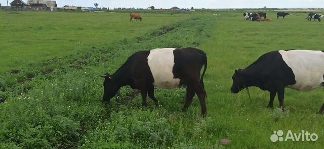 Корова первотелка