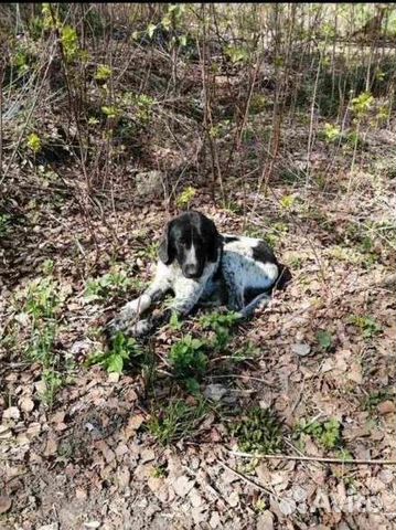 Курцхаар метис в добрые руки