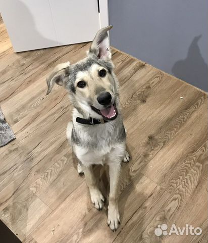 Щенок- мальчик ищет любящего хозяина