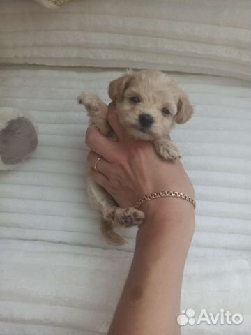 Мальтипу Ф1 девочка мини Девочка карамелка