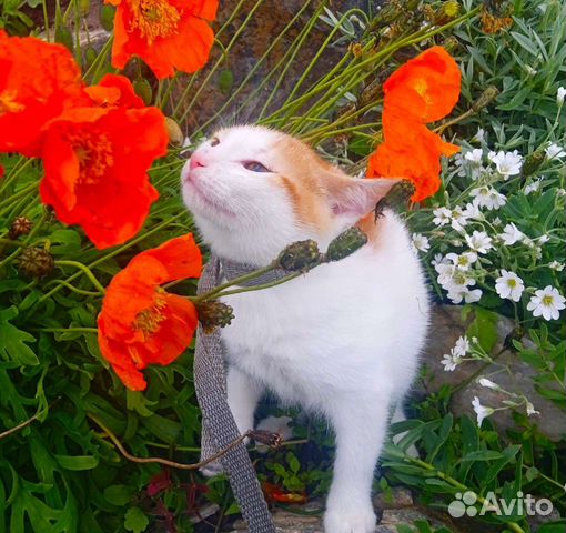 Бело-рыжий котенок девочка