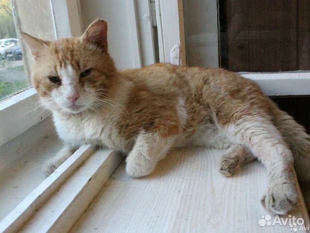 Ласковый рыжий котик ищут дом