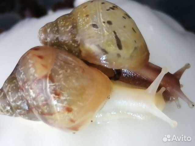 Улитки ахатины бесплатно