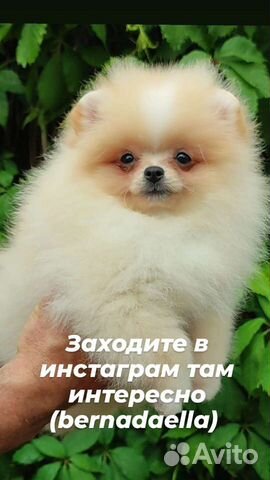 Померанский шпиц девочка