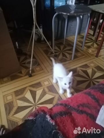 Отдам белого котенка