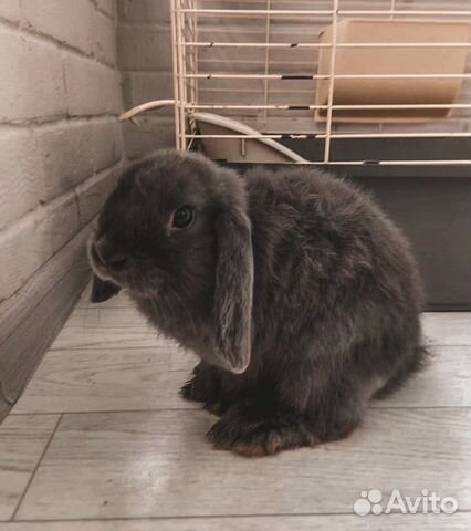 Кролик вислоухий баран