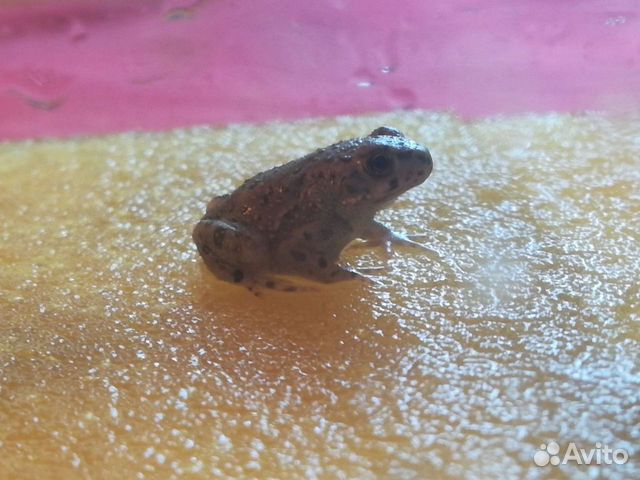 Зеленая жаба bufo viridis