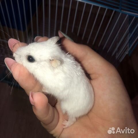 Джунгарский хомяк