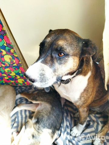 Отдам в добрые руки