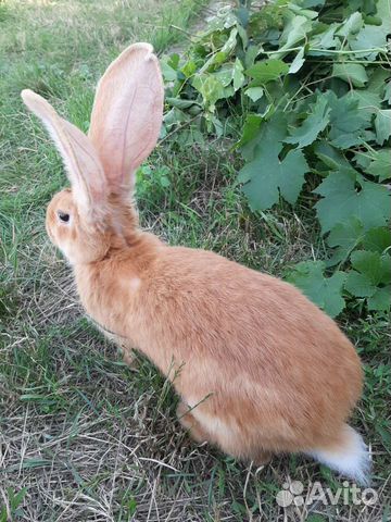 Кролик