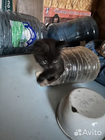 Отдам в добрые руки