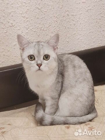 Британская короткошерстная серебристая шиншилла