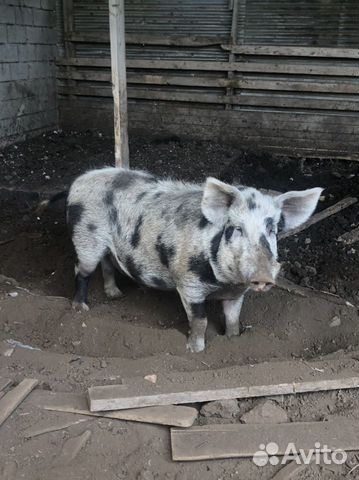 Хряк кабан на племя