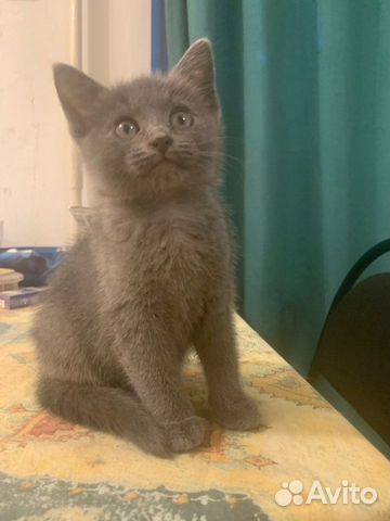 Русская голубая