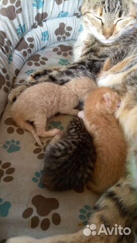 Котята в добрые руки