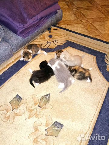 Шотландские котята