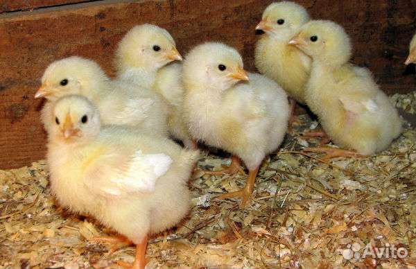 Цыплята бройлера