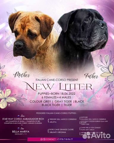 Щенки кане корсо