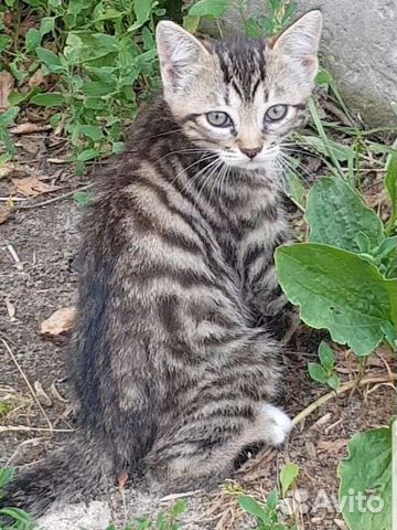 Американская короткошерстная котенок Риччи 2мес