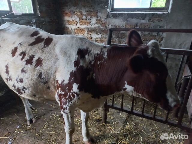 Корова и бычок