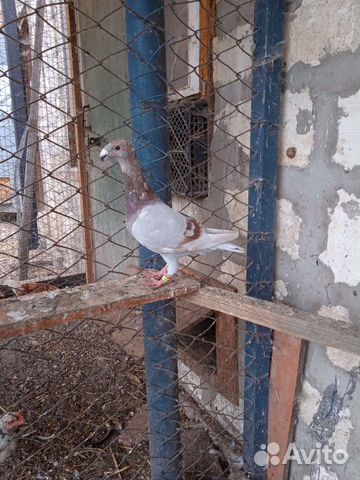 Голуби почтовые немецкие выставочные