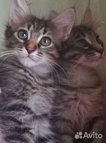 Котенок мальчик серый