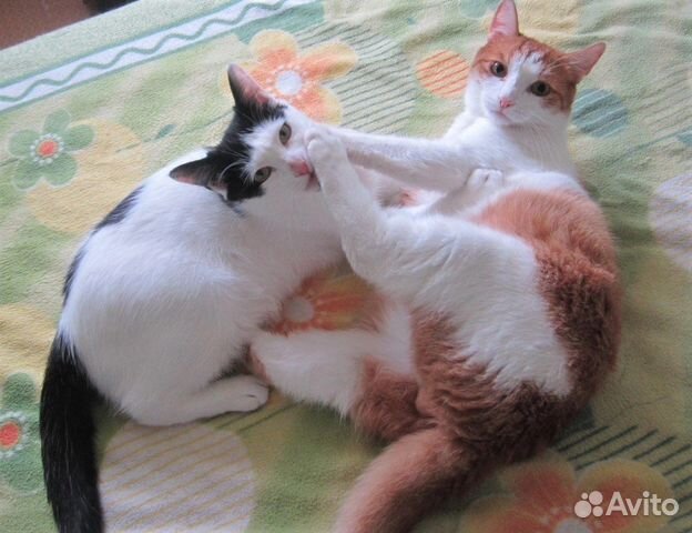 Коты молодые бесплатно