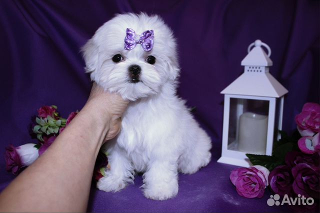 Очень красивая стандартная девочка 2,5 мес