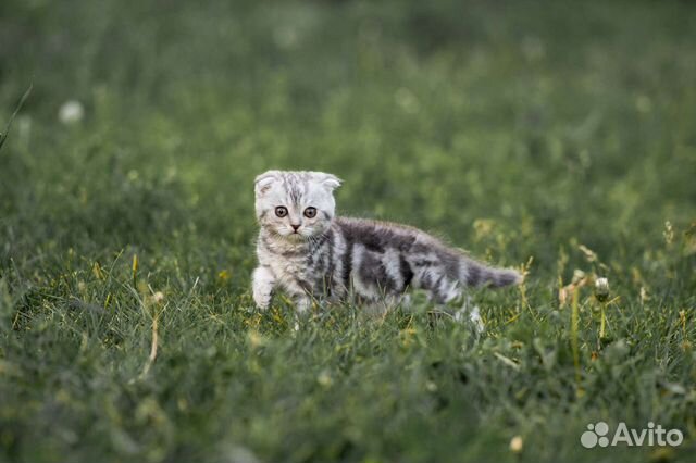 Шотландский вислоухий котенок, кот