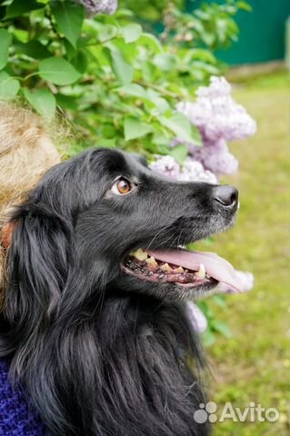 Спаниель в добрые руки