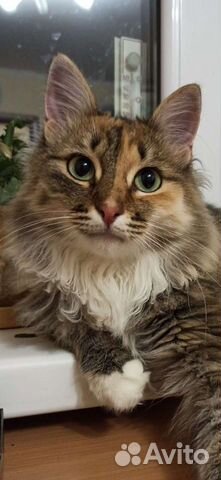 Трехцветная кошка