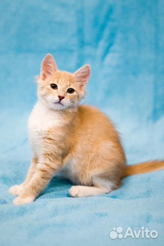 Миа -котенок