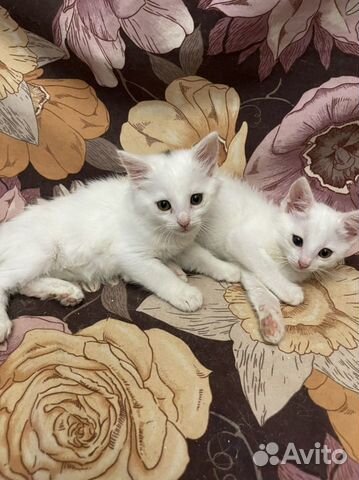 Замечательные котятки ищут хозяина