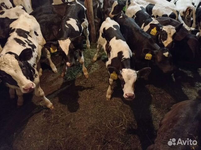 Бычки на доращивание