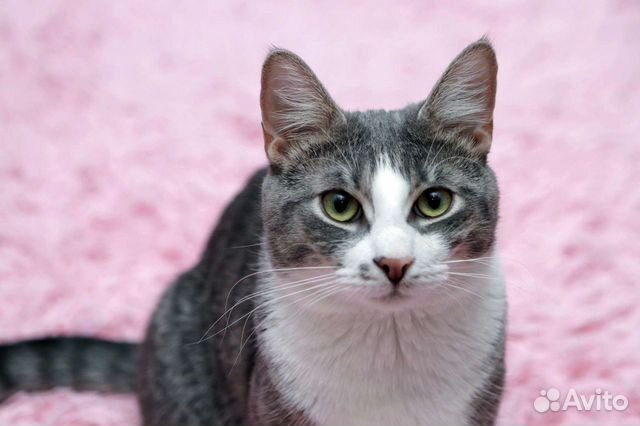 Европейская