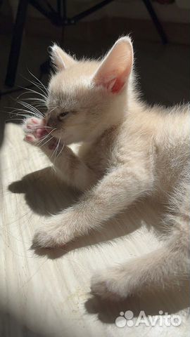 Котенок