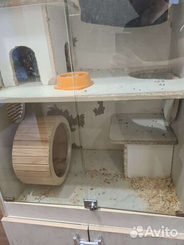 Шиншила с 3-этажным домом